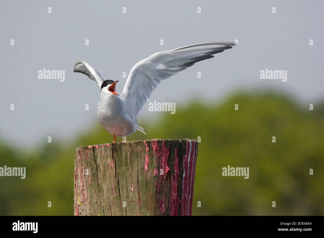 Tern on the wings hi-res stock photography and images - Alamy