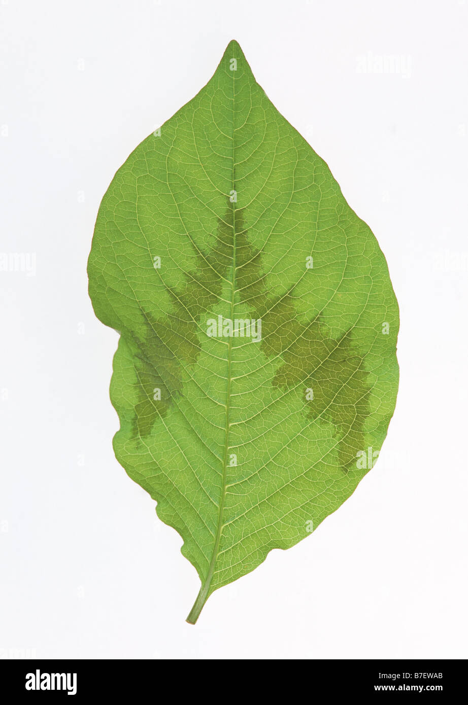 A leaf of Knot Weed Stock Photo - Alamy