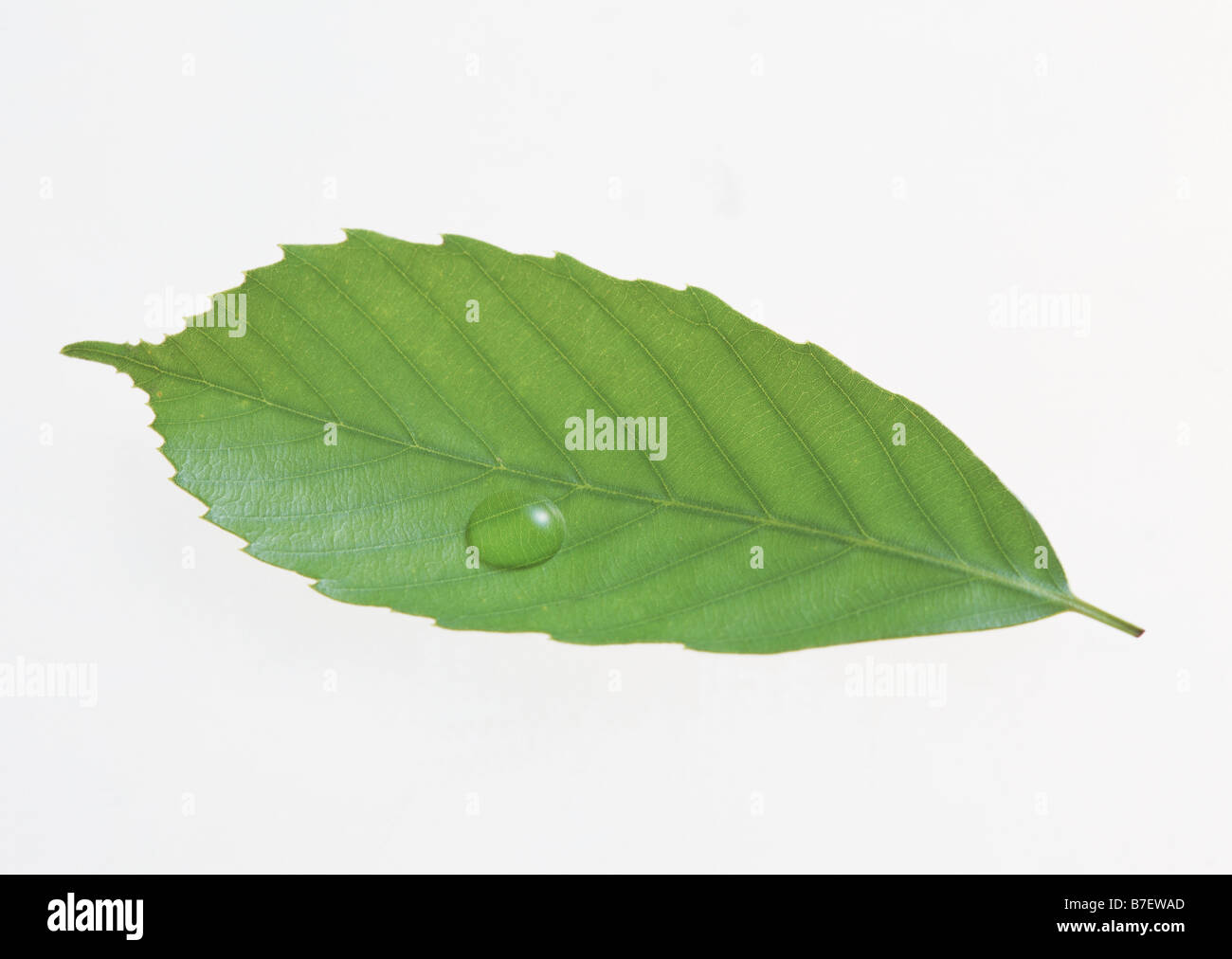 Japanese blue oak leaf Stock Photo - Alamy