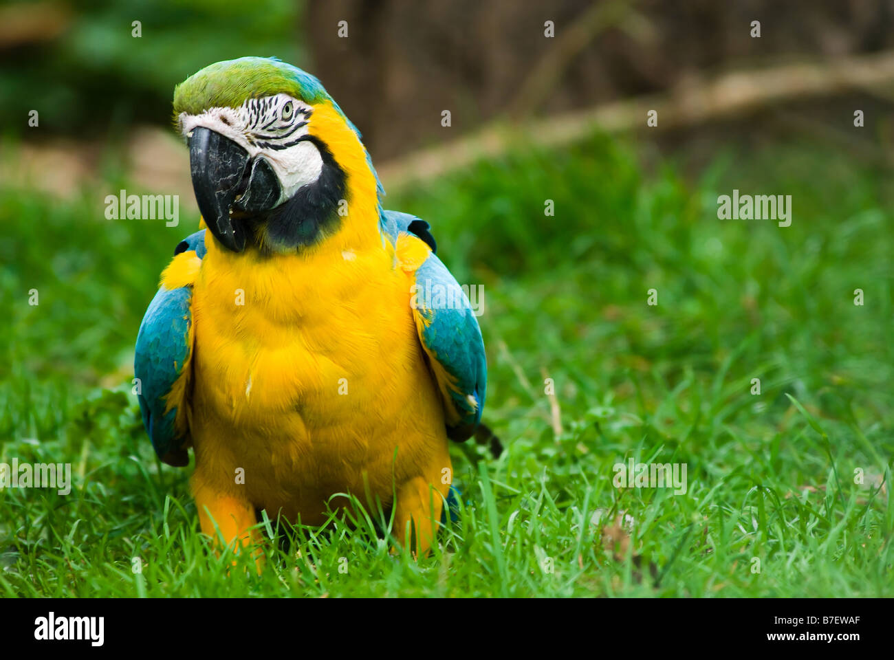 Grass parrot hi-res stock photography and images - Alamy
