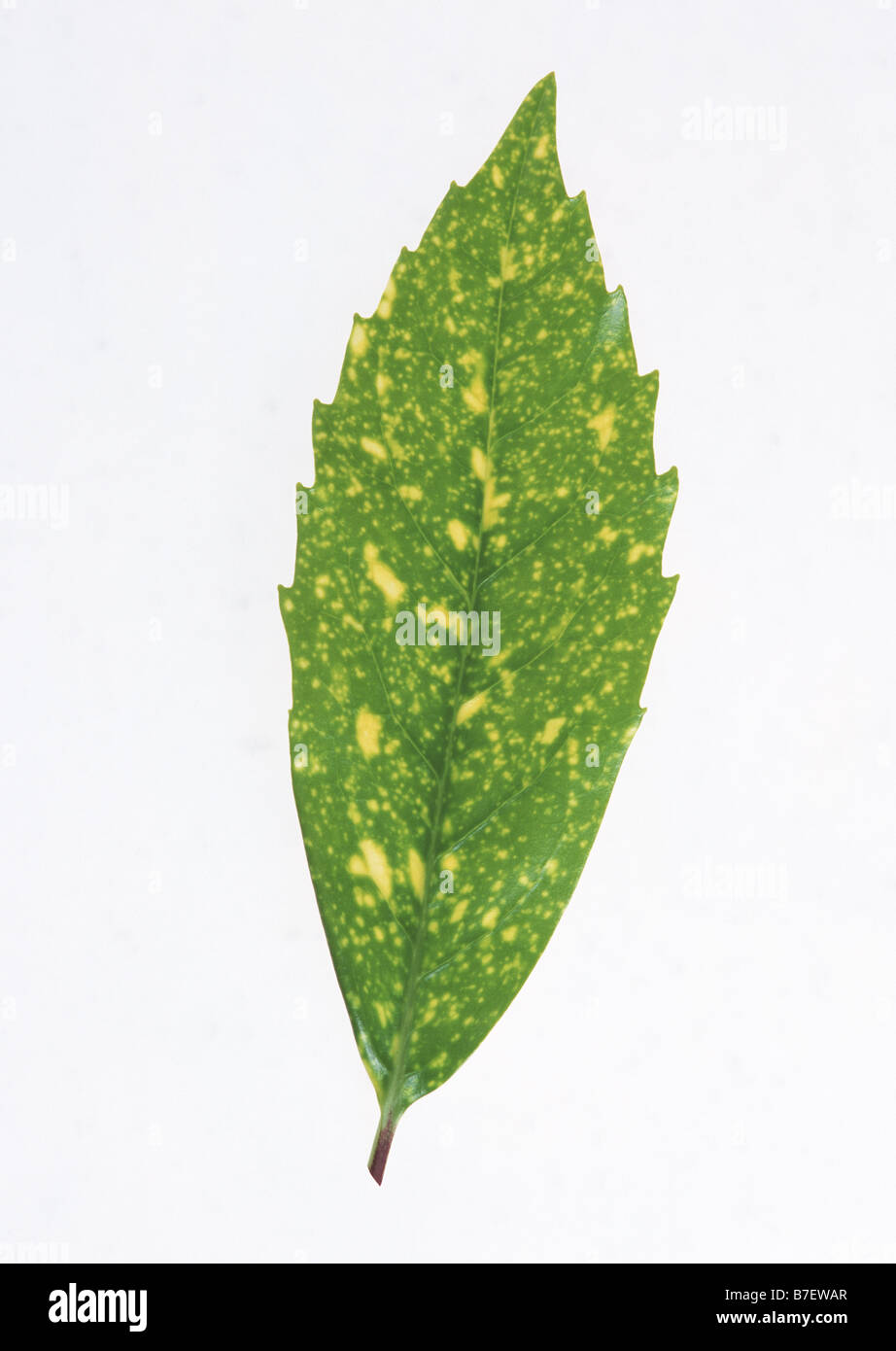 A leaf of Japanese laurel Stock Photo - Alamy