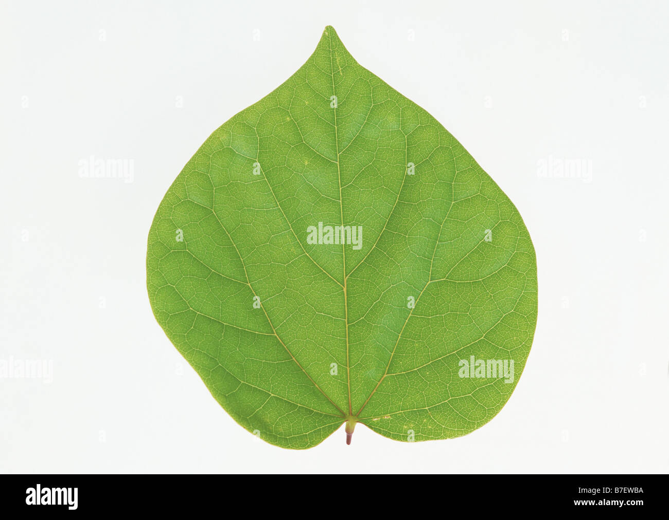 Chinese redbud hi-res stock photography and images - Alamy