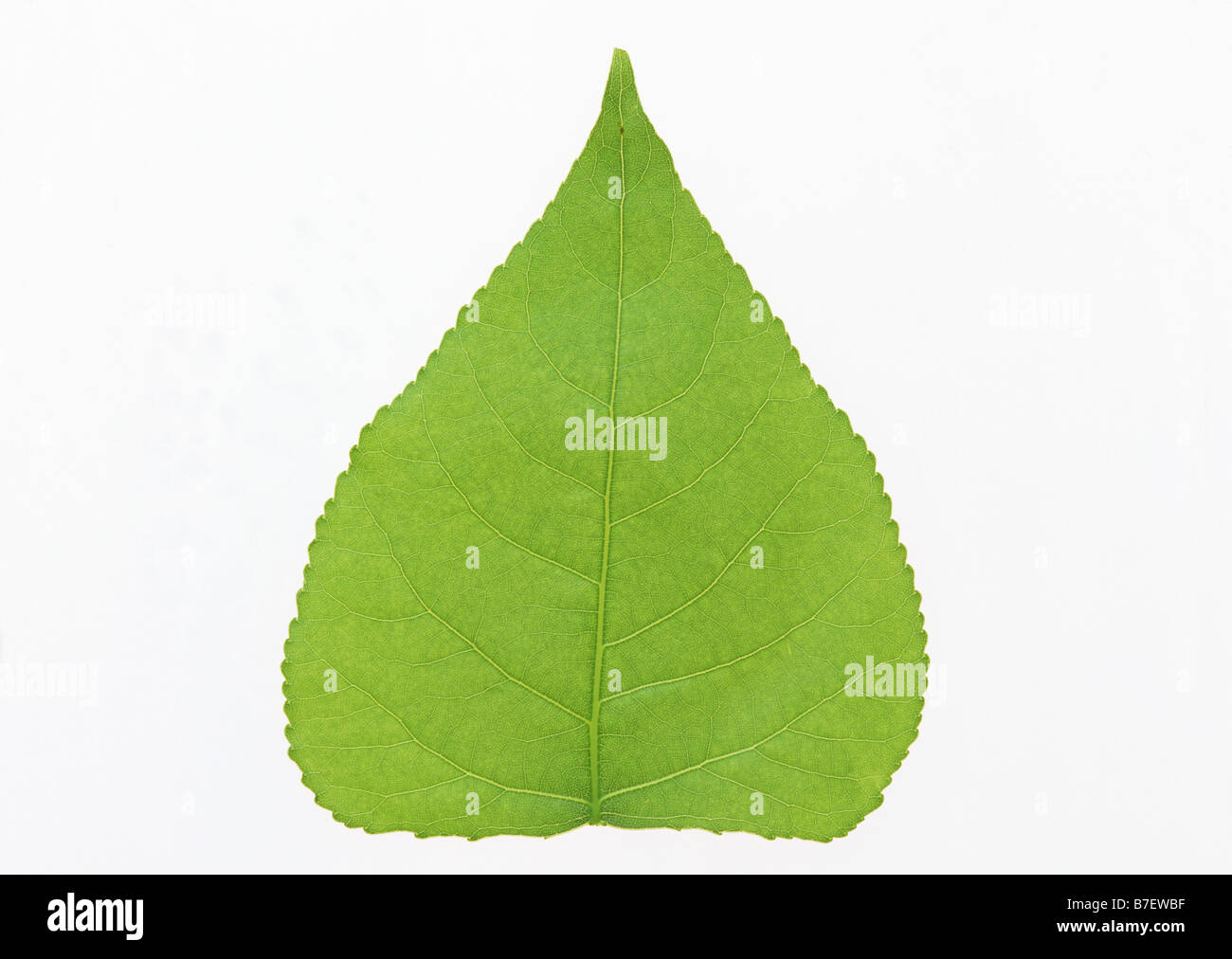 A poplar leaf Stock Photo - Alamy