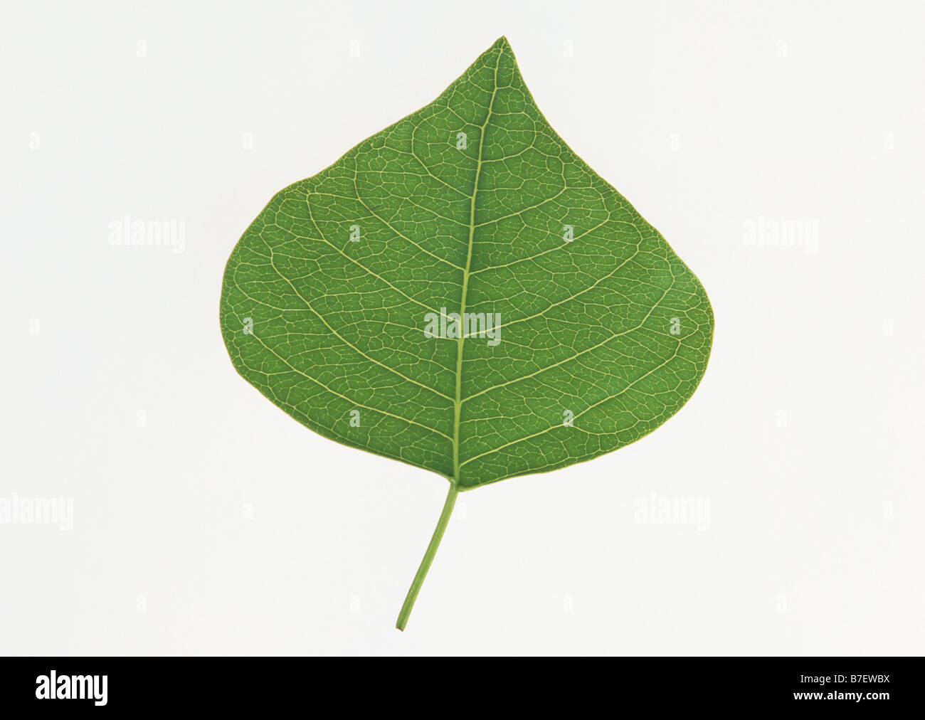 A leaf of Chinese Tallow Stock Photo - Alamy