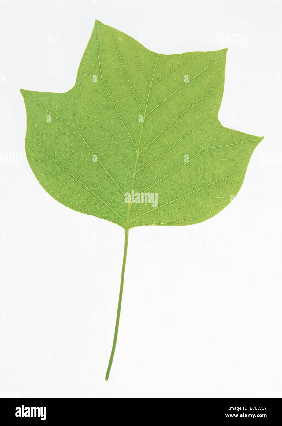 A leaf of Tulip tree Stock Photo - Alamy