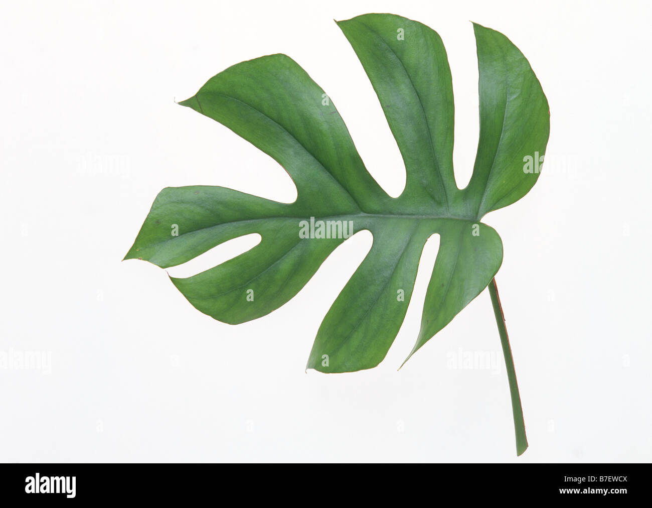 A leaf of Monstera deliciosa Stock Photo - Alamy