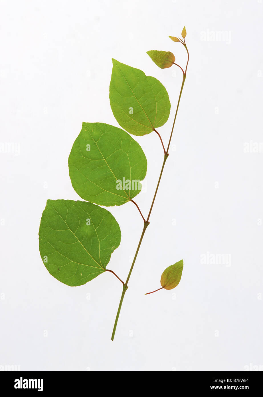 Leaves of Katsura tree Stock Photo - Alamy
