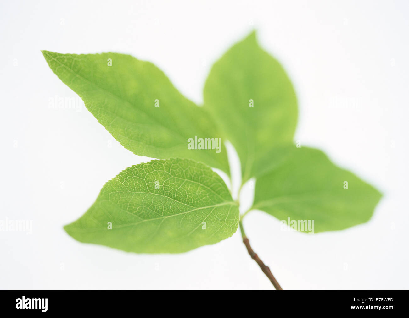 Leaves of Staff vine Stock Photo - Alamy