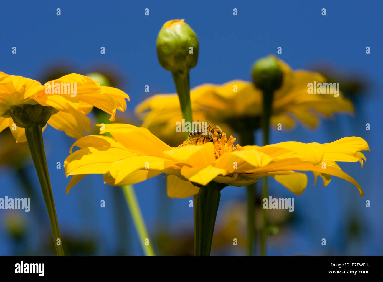 Marigold tree hi-res stock photography and images - Alamy