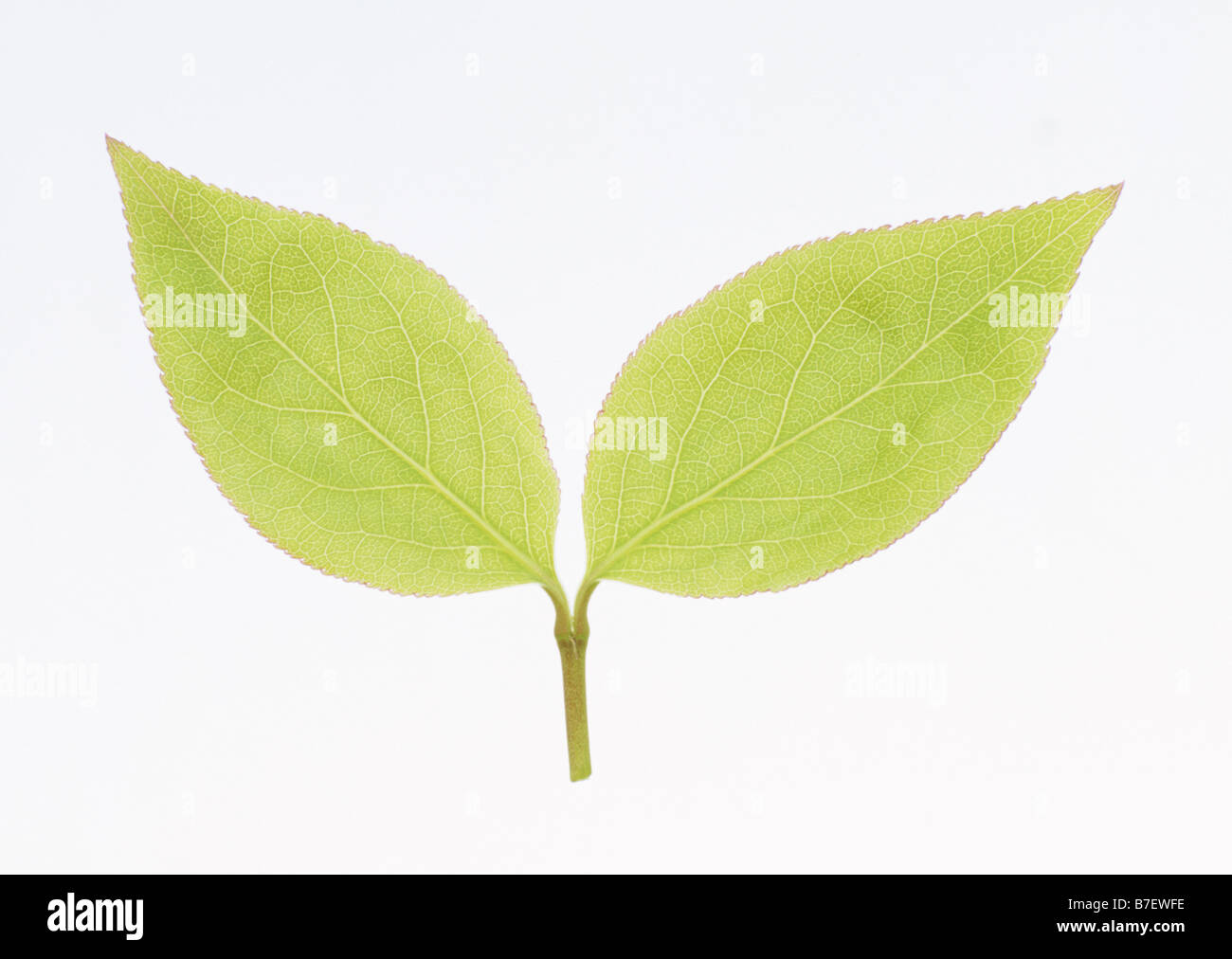 Leaves of Staff vine Stock Photo - Alamy