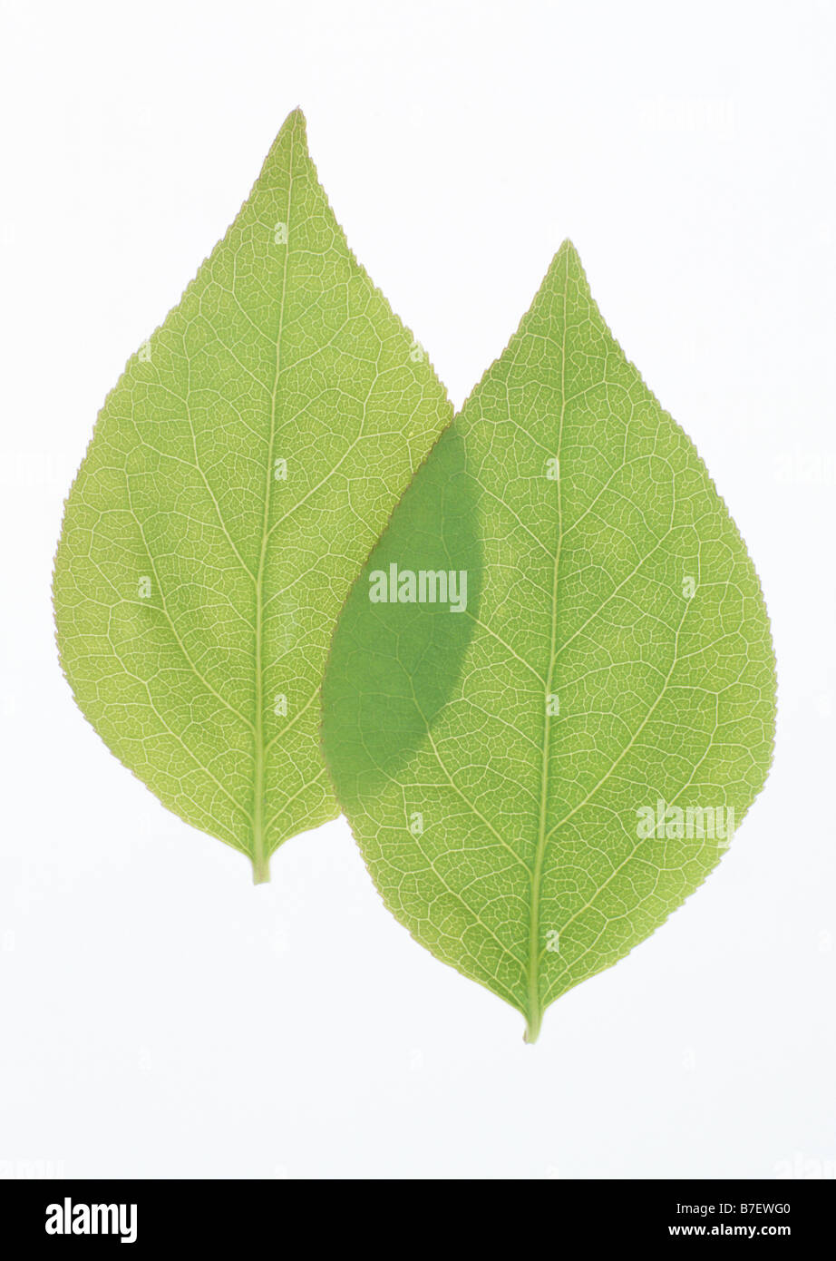 Leaves of Staff vine Stock Photo - Alamy