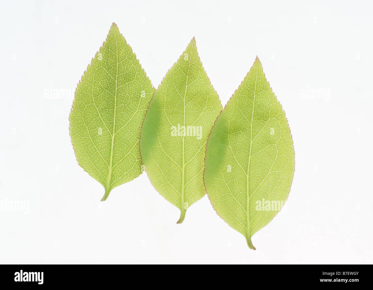 Leaves of Staff vine Stock Photo - Alamy
