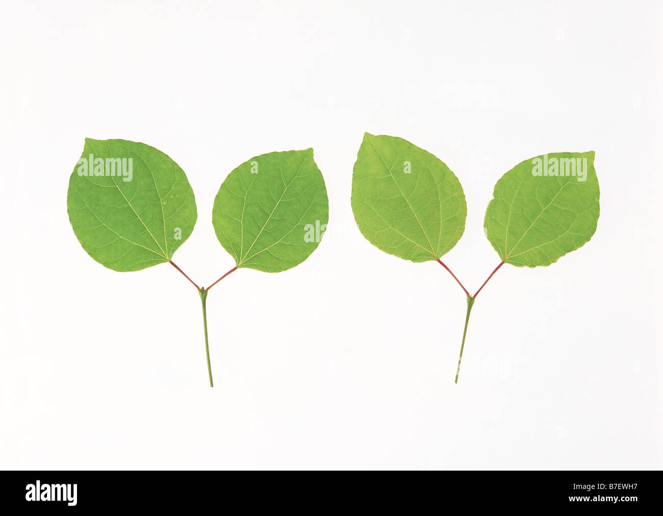 Japanese judas tree leaves hi-res stock photography and images - Alamy