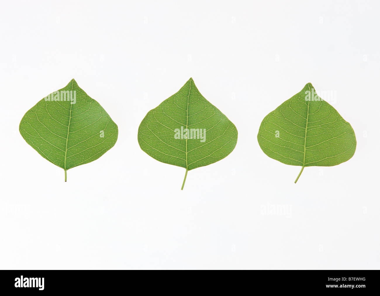 Chinese tallow hi-res stock photography and images - Alamy