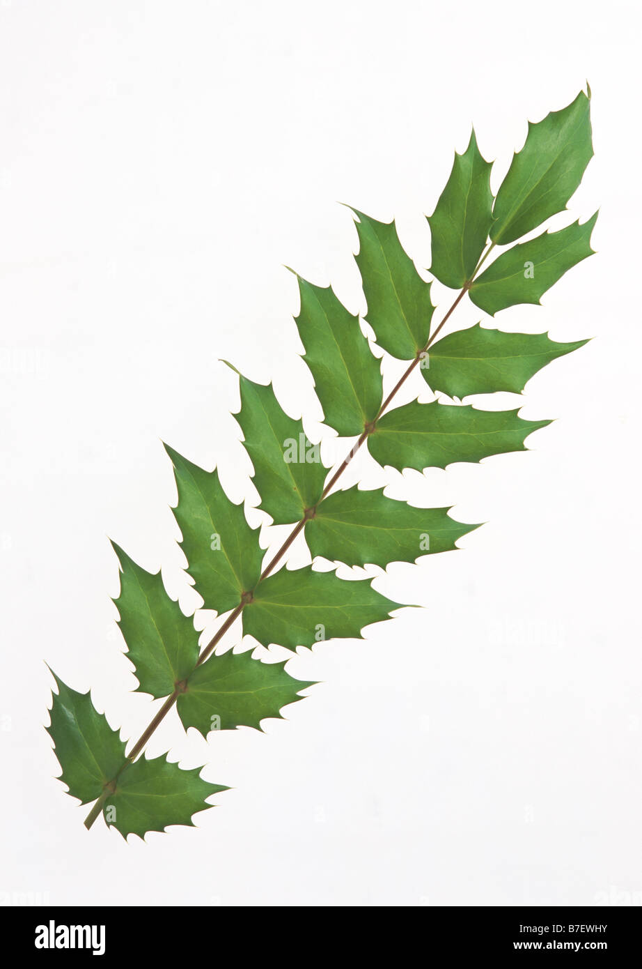 Leave-stem of holly Stock Photo - Alamy