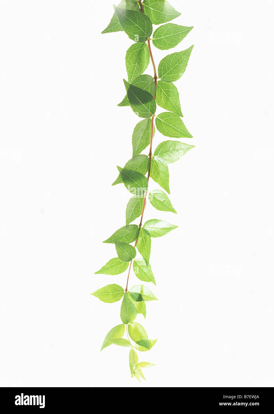 Leaf of abelia hi-res stock photography and images - Alamy