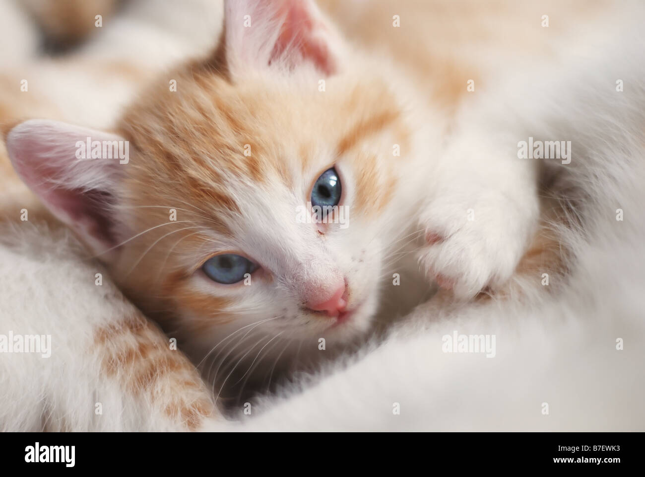 sweet kitty look at camera, close-up face Stock Photo - Alamy