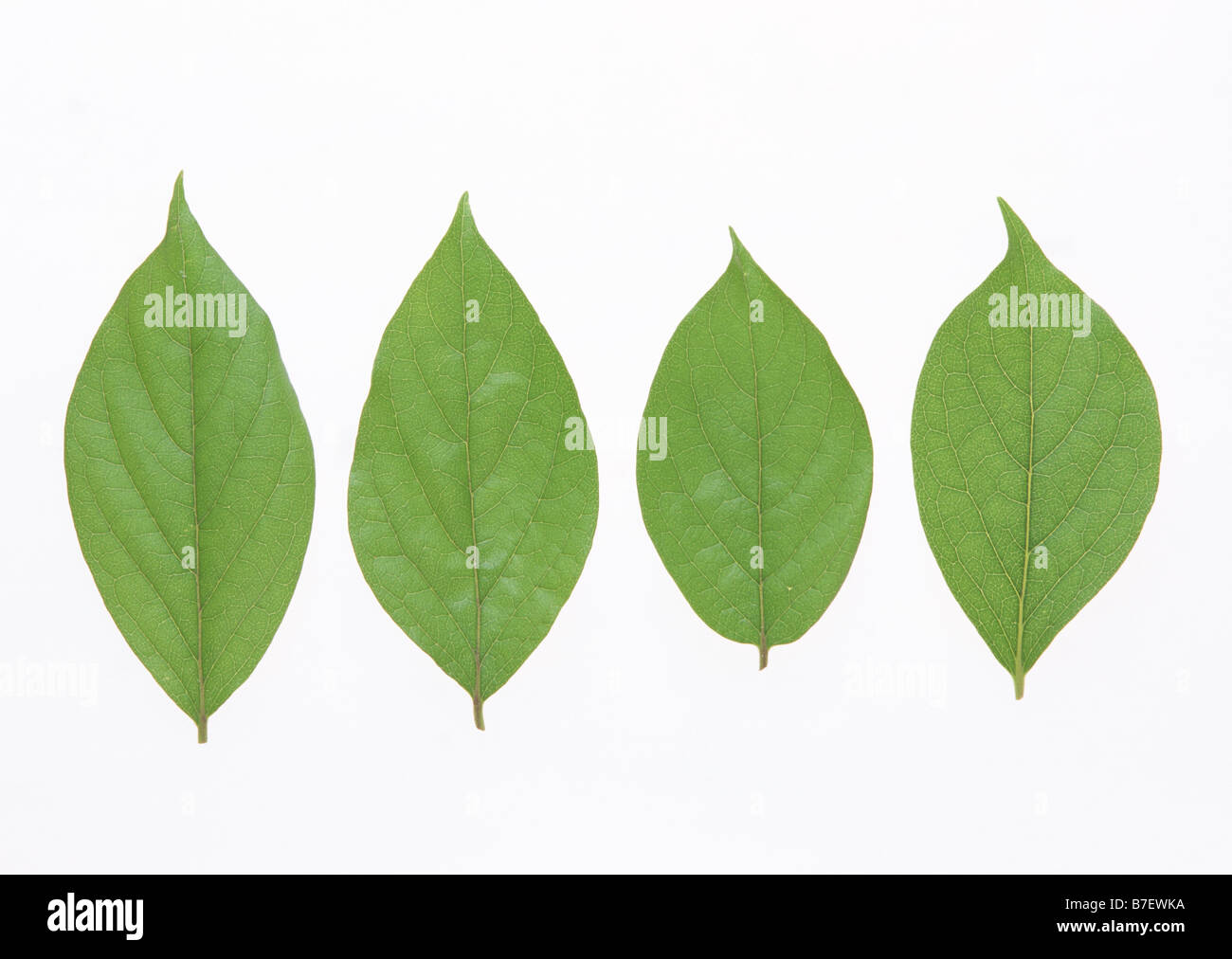Leaves of persimmons Stock Photo - Alamy