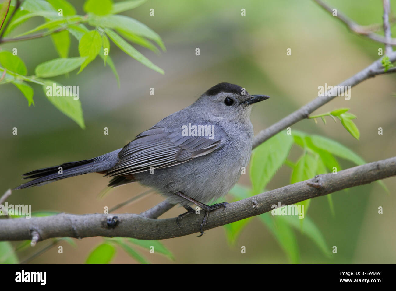 Black catbird hi-res stock photography and images - Alamy