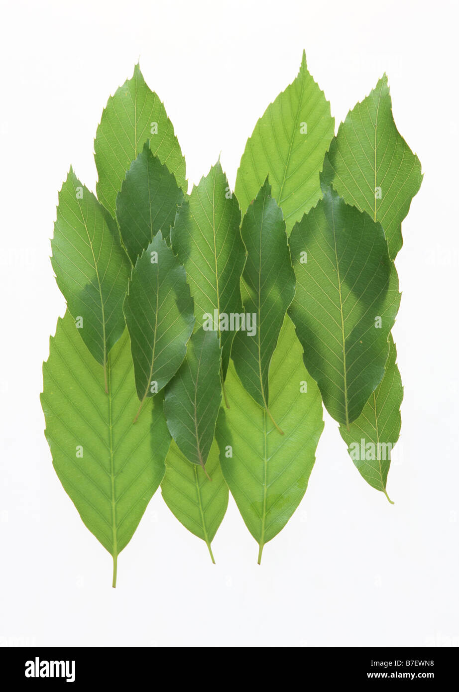 Leaves of Japanese blue oak Stock Photo - Alamy