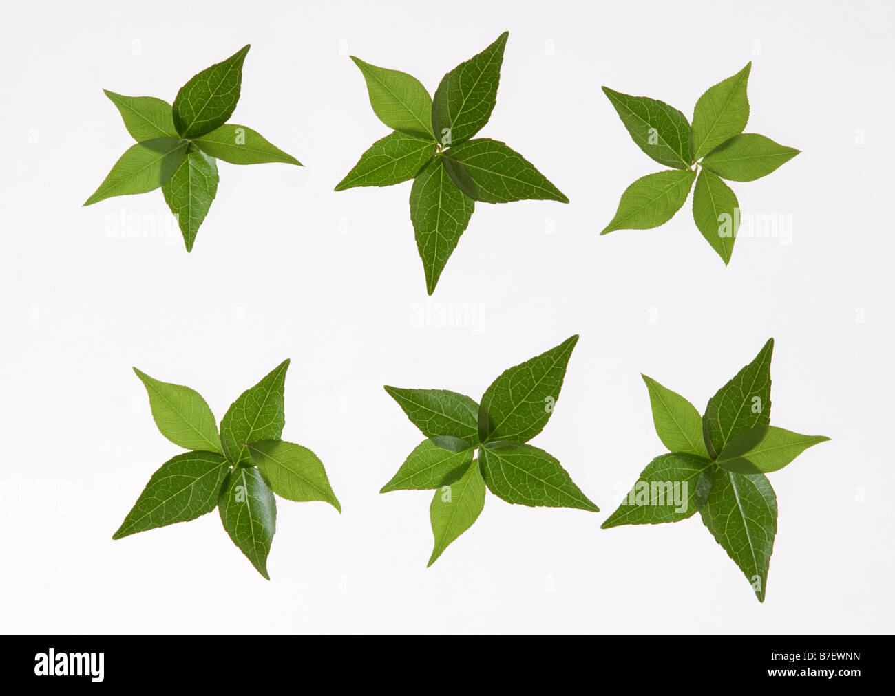 Leaf of abelia hi-res stock photography and images - Alamy