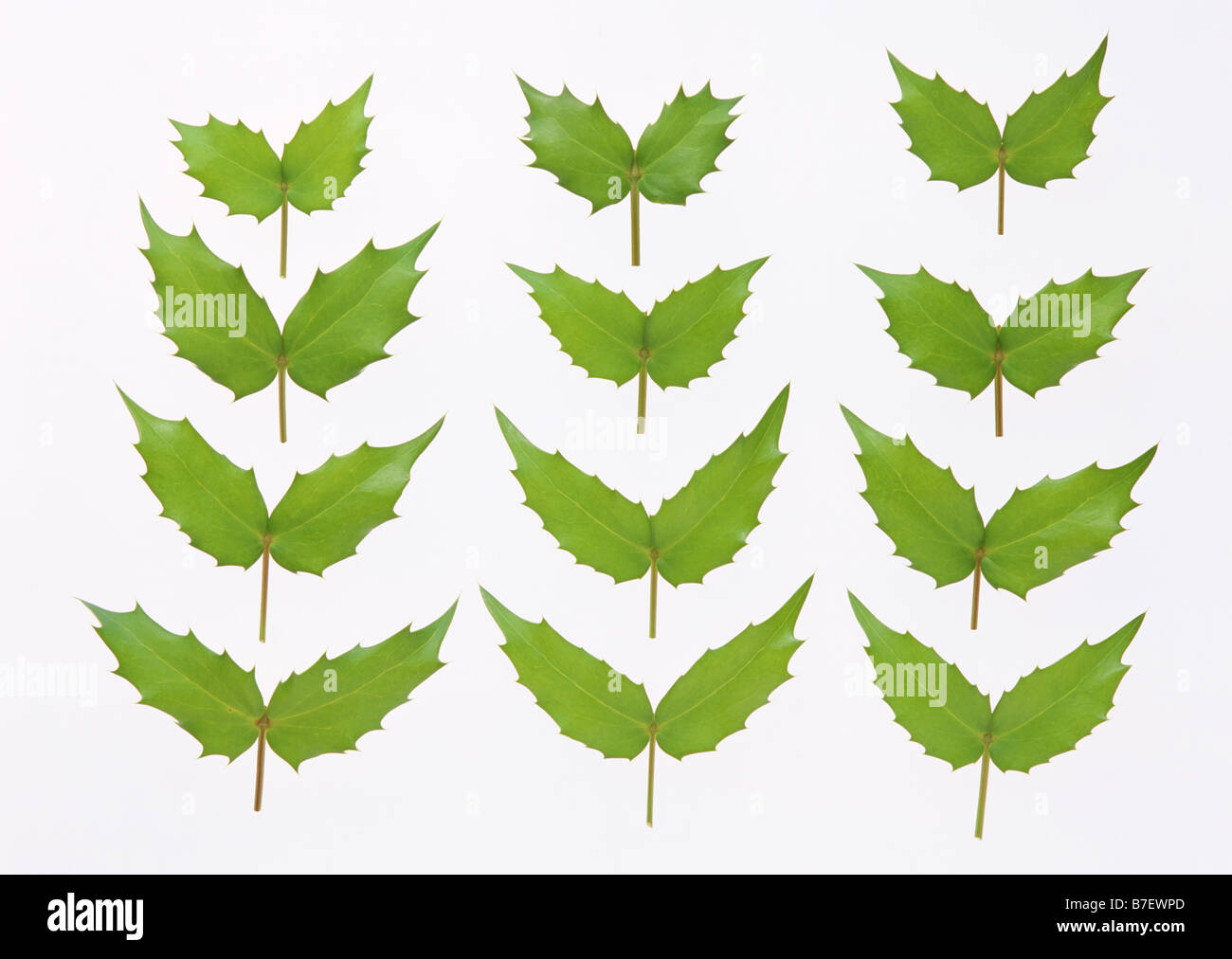 Leave-stems of holly Stock Photo - Alamy