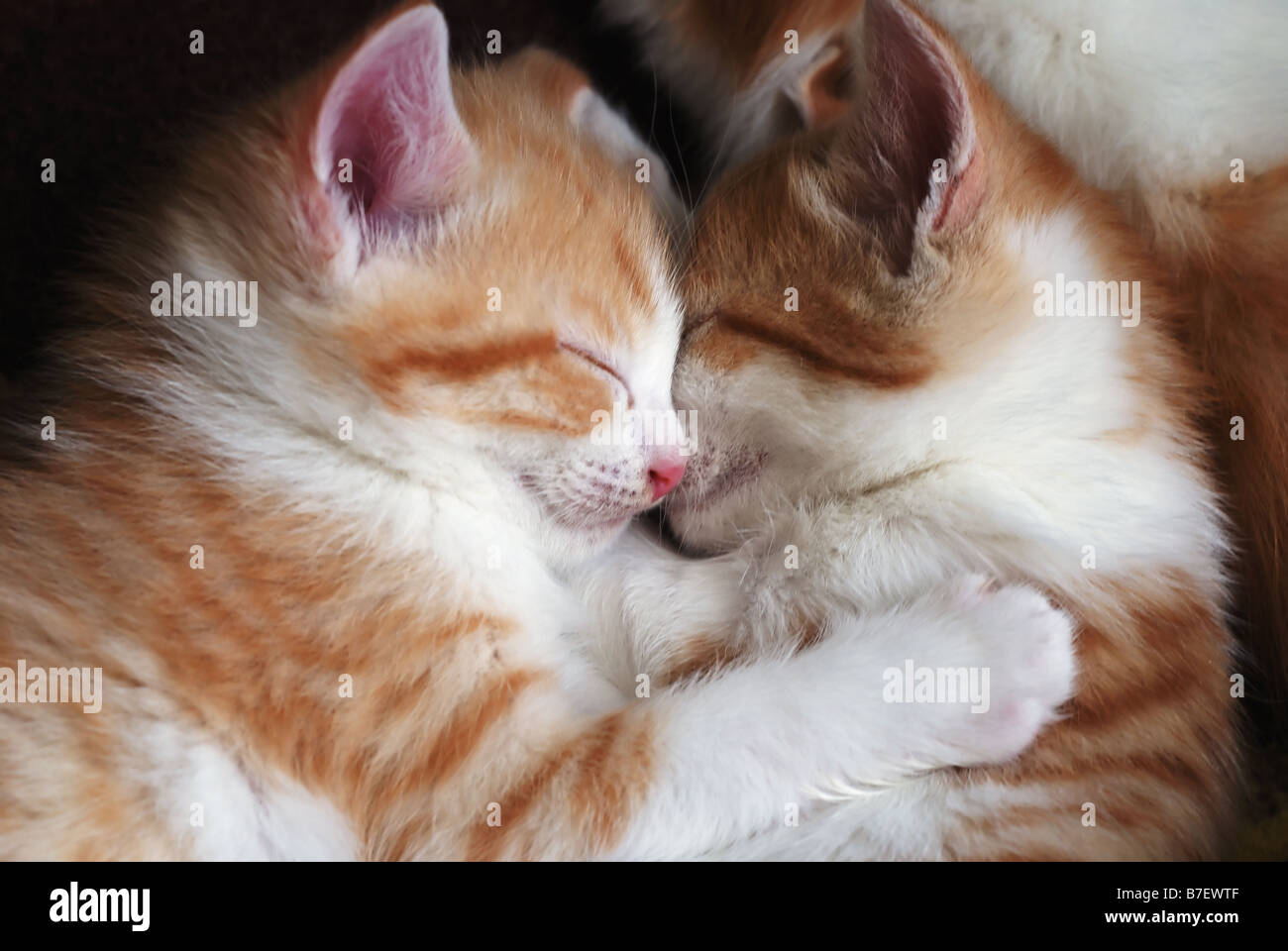 two sleeping kittens hug one another Stock Photo - Alamy