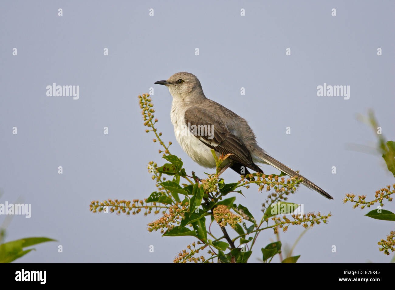 Northern mockingbird on branch hi-res stock photography and images - Alamy