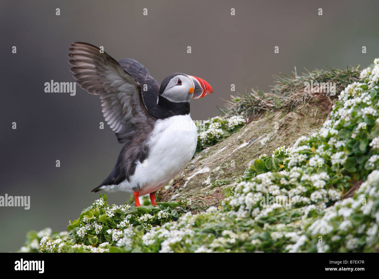 Atlantic puffin fratercula arctica arctica on sea cliff near nesting ...
