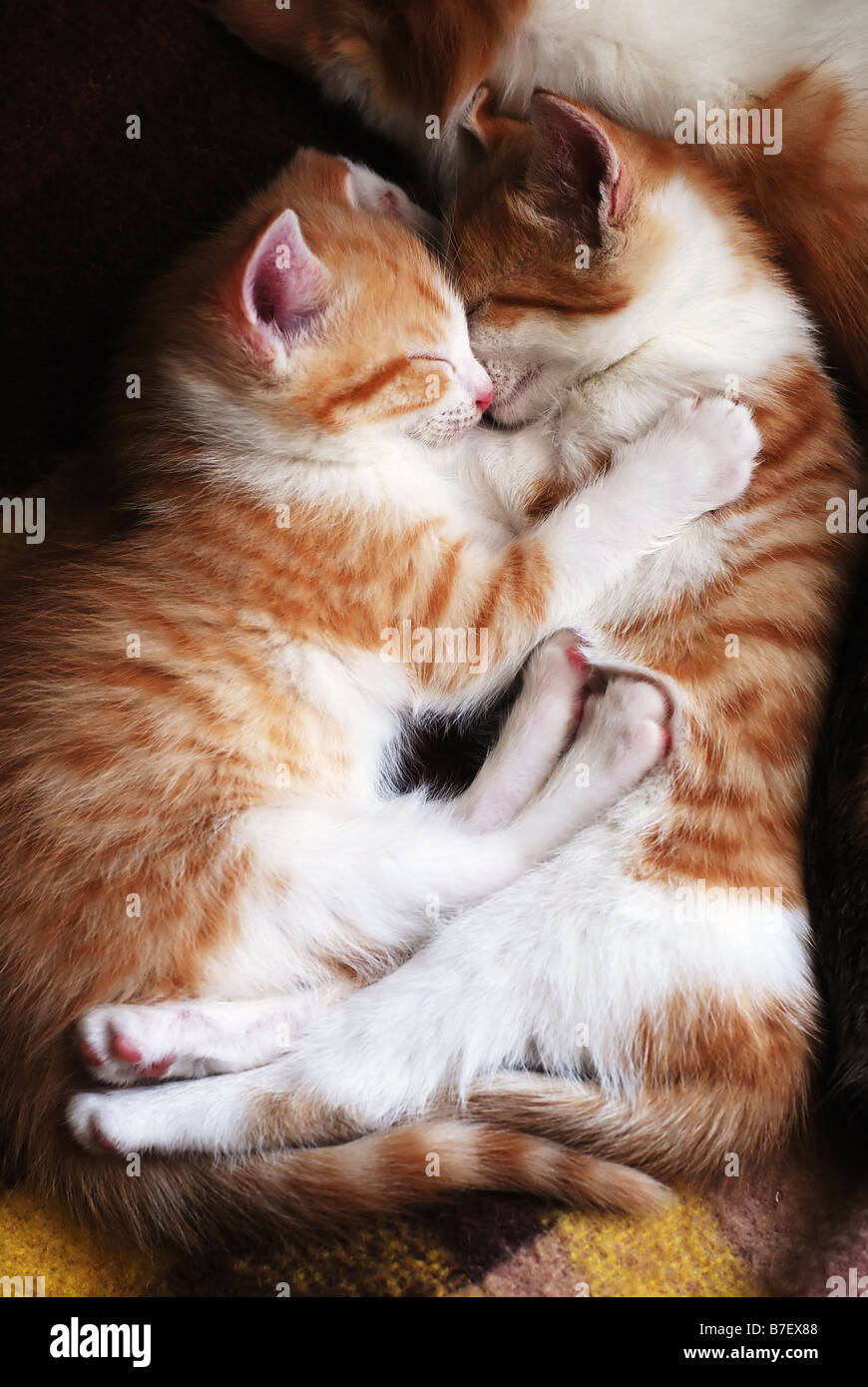 two sleeping kittens hug one another Stock Photo - Alamy