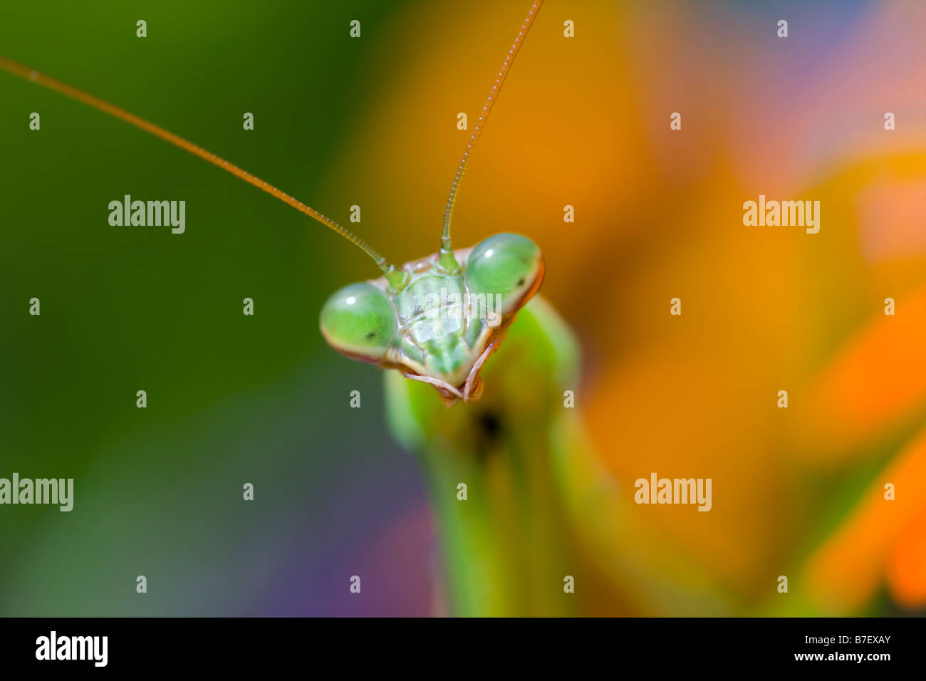 Close up of Praying Mantis Chinese Mantis Tenodera aridifolia sinensis ...