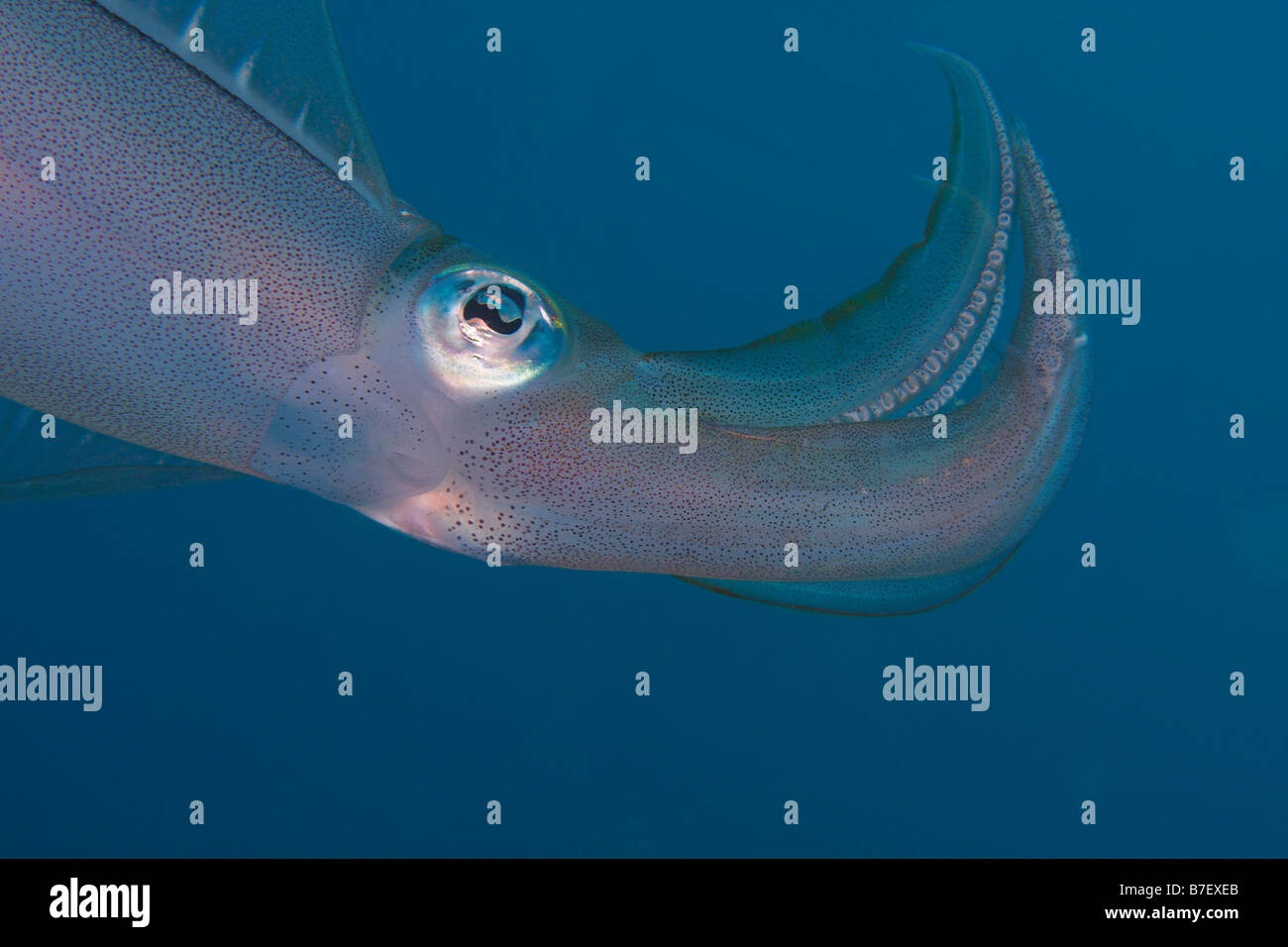 Bigfin Reef Squid Drawing