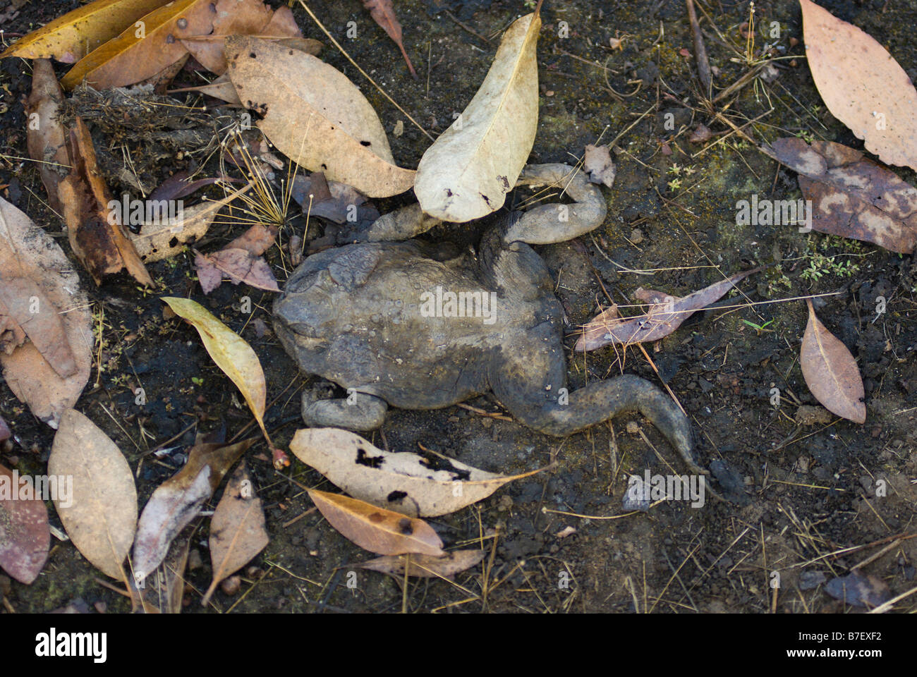 A decaying flattened Cane Toad, Bufo marinus, that has been run over by ...