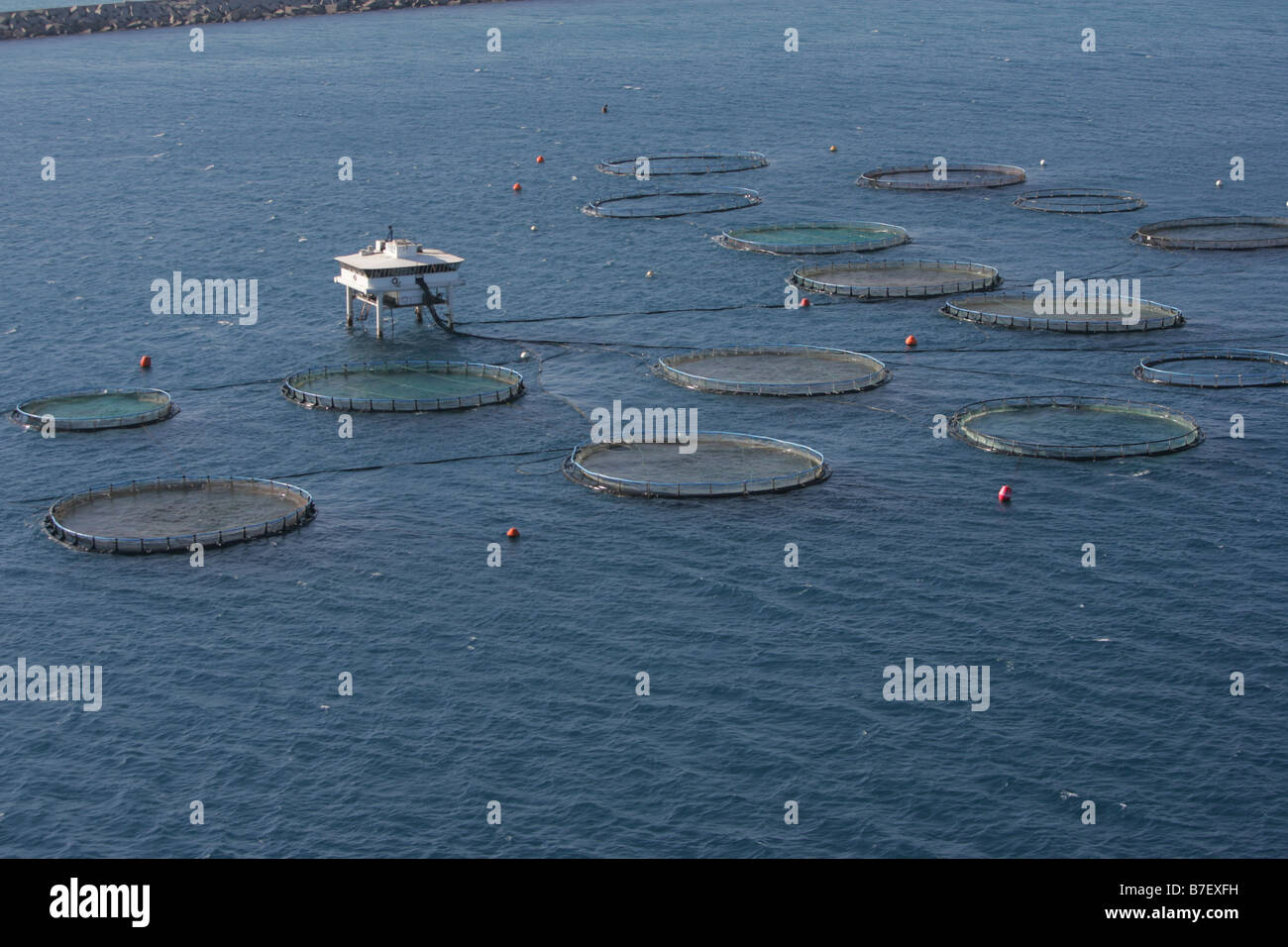 Japan tuna underwater hi-res stock photography and images - Alamy
