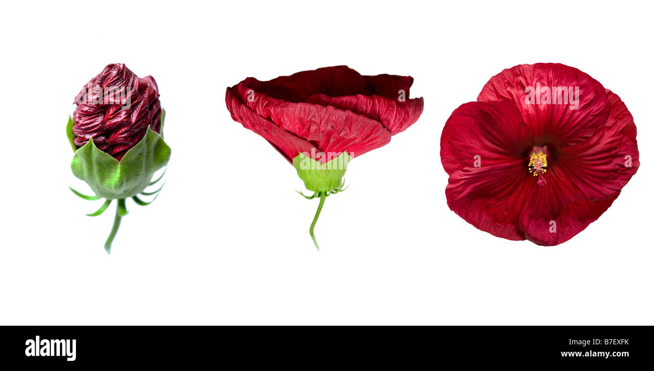 Flower bloom progression Cut Out Stock Images & Pictures - Alamy