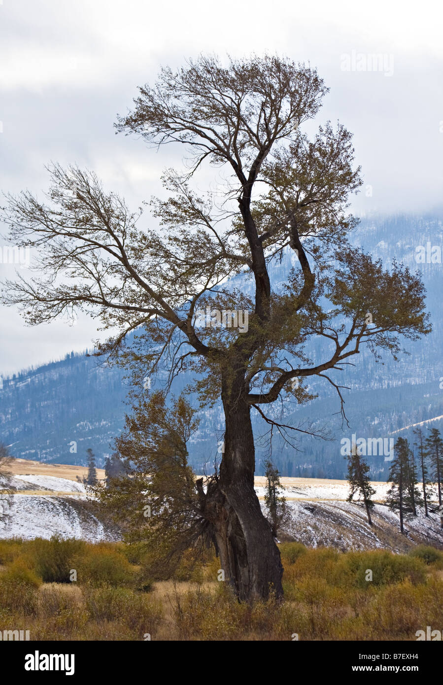 Yellowstone grass and mountains hi-res stock photography and images - Alamy