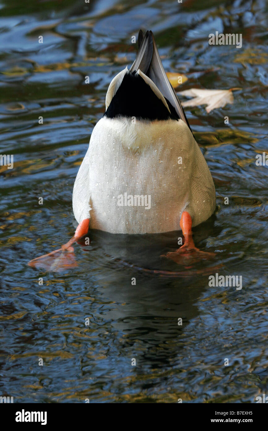 Duck diving hi-res stock photography and images - Alamy