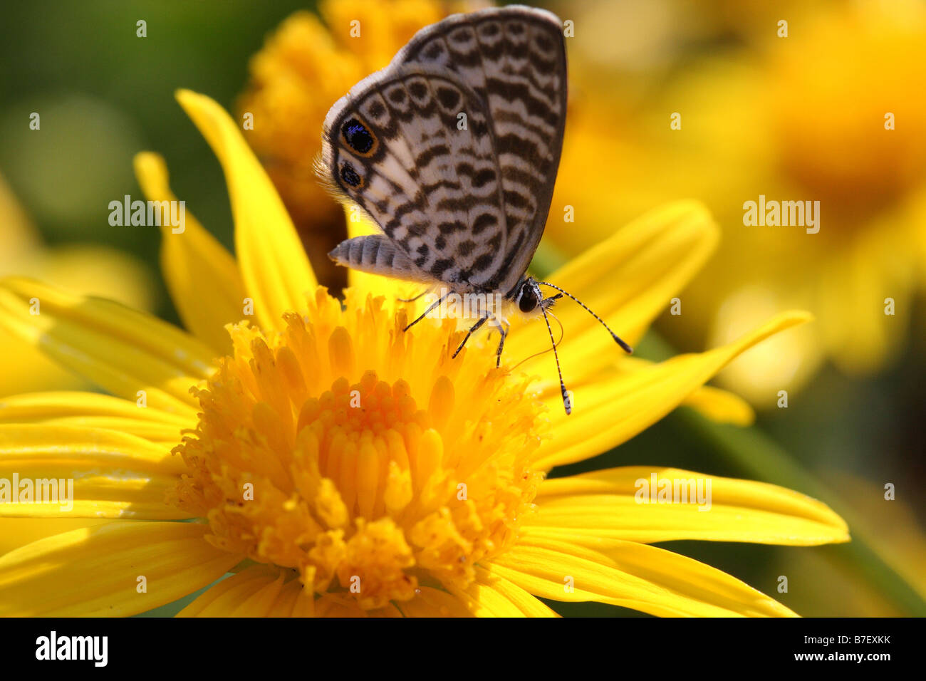 Blue moth hi-res stock photography and images - Alamy