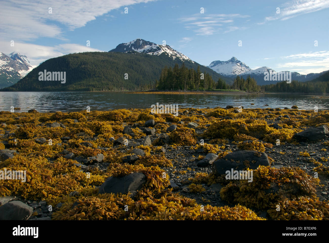 a calm morning in the prince william sound, alaska Stock Photo - Alamy