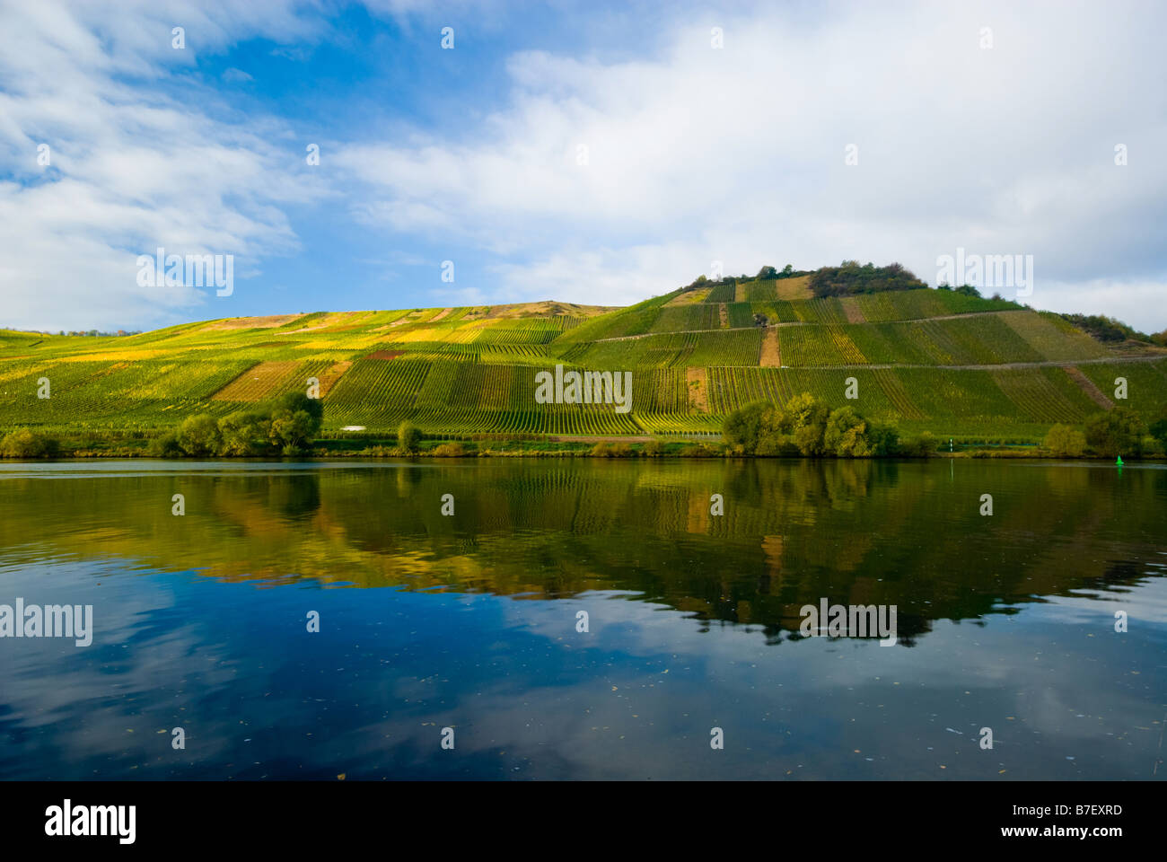 vineyards reflecting in the mosel river germany Stock Photo - Alamy