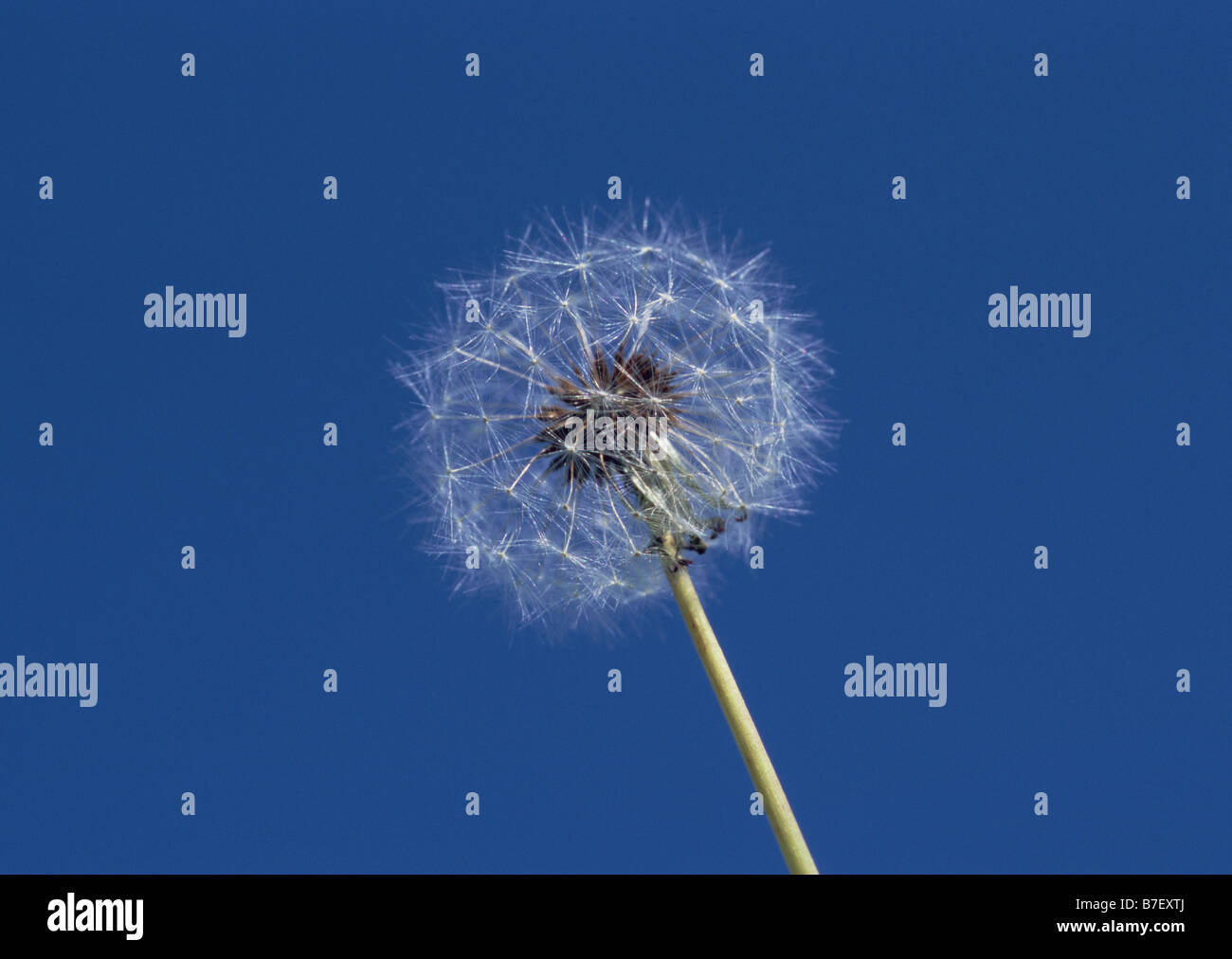 A fluff of a dandelion Stock Photo - Alamy