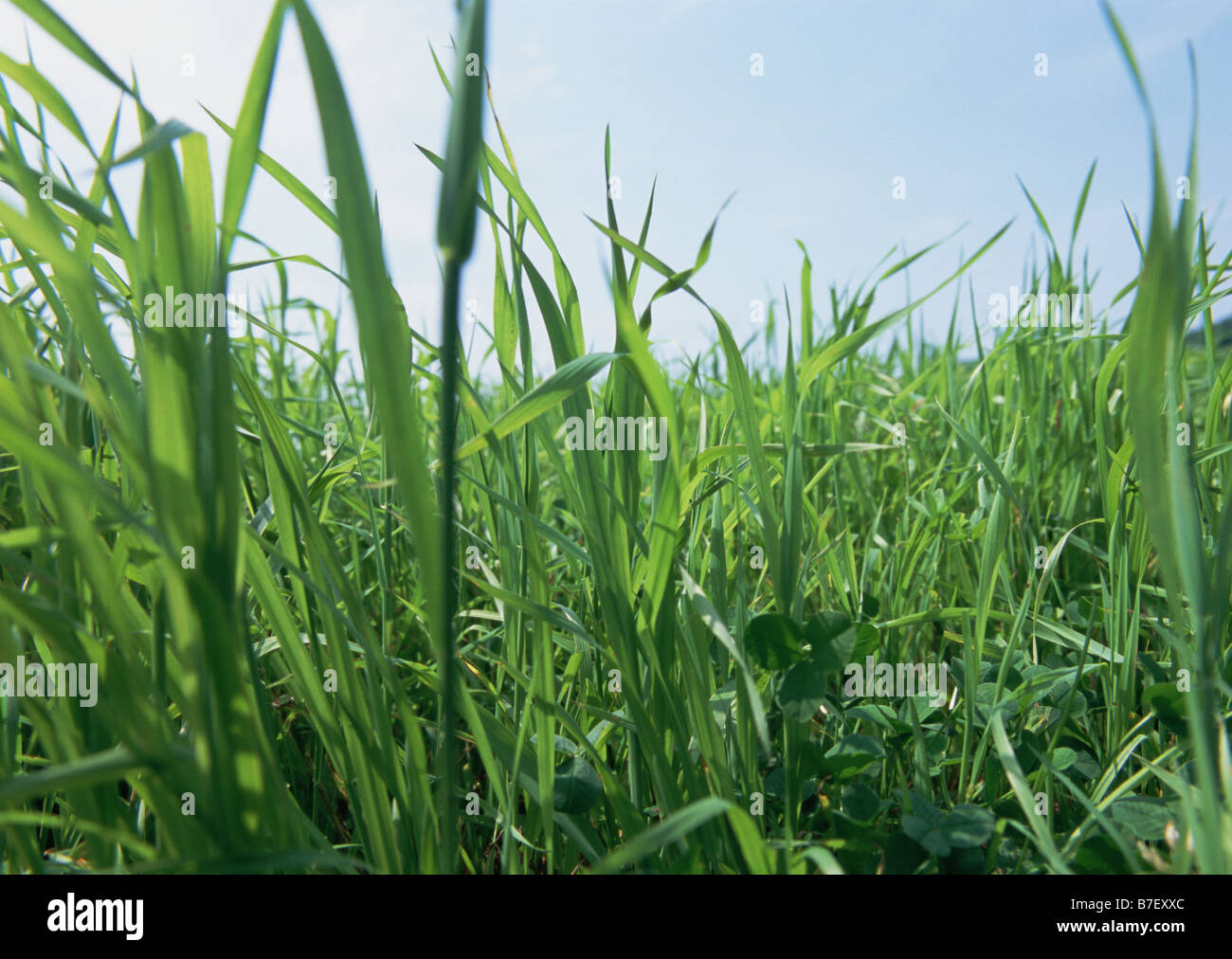 Field of grass Stock Photo - Alamy