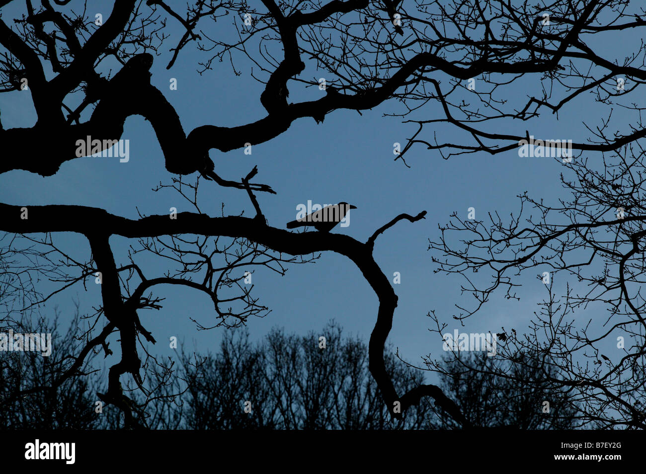 Quoth the raven nevermore hi-res stock photography and images - Alamy