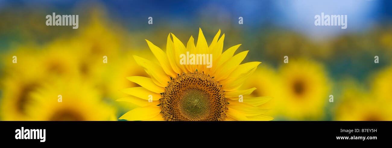 Sunflowers in an Indian field. Grown or the seed crop. Andhra Pradesh ...