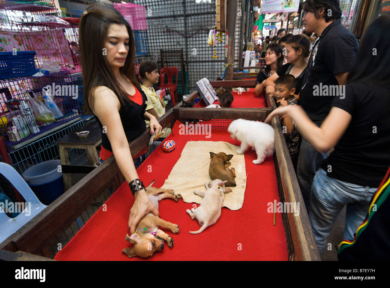 Chatuchak market animals hi-res stock photography and images - Alamy
