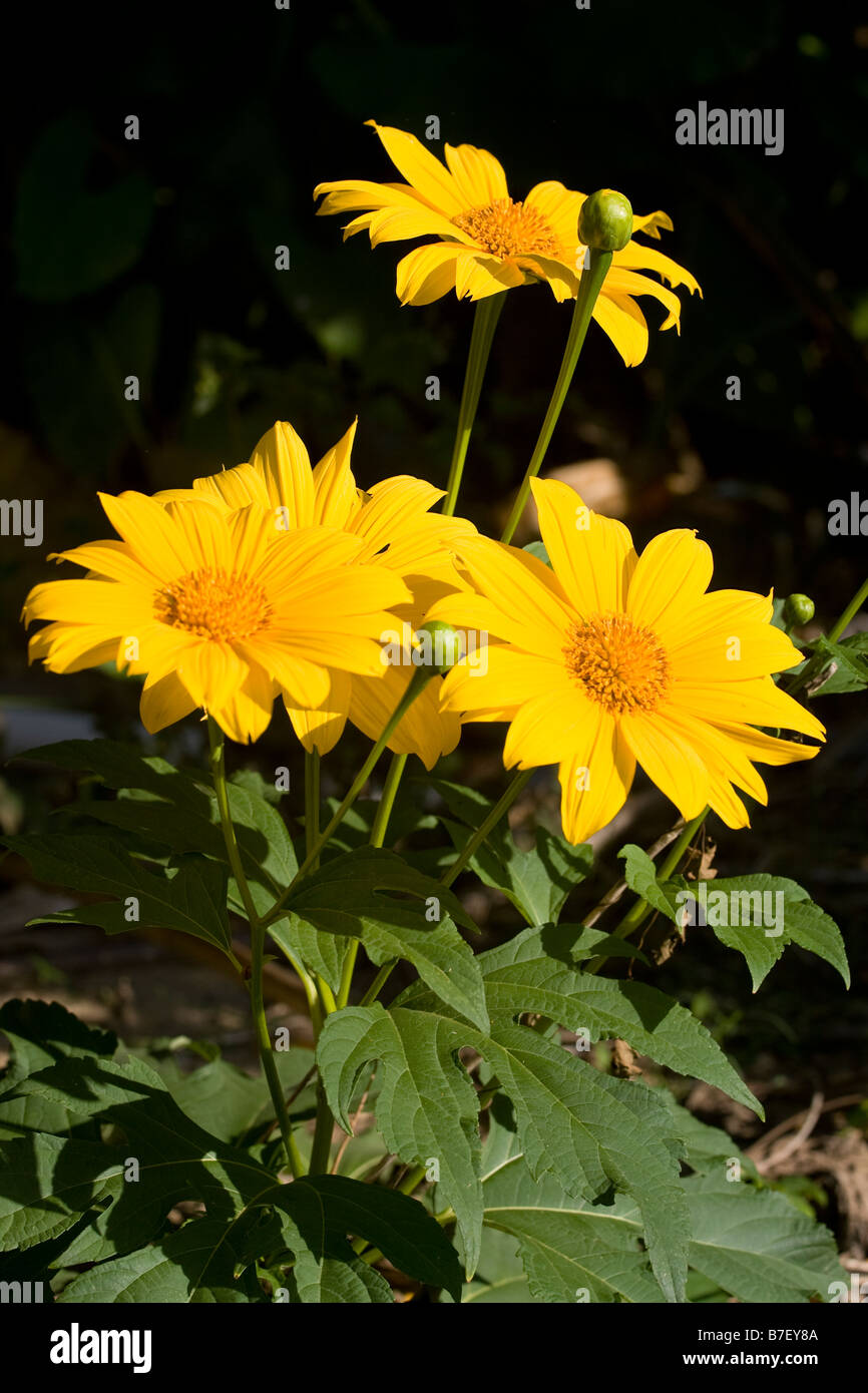 Tree marigold hi-res stock photography and images - Alamy