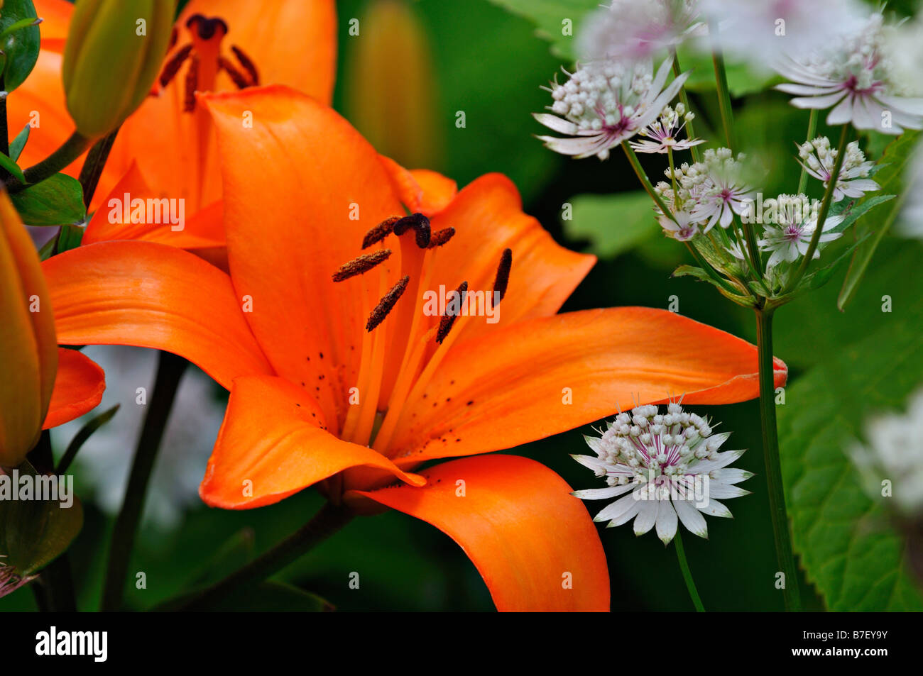 Bright orange border hi-res stock photography and images - Alamy