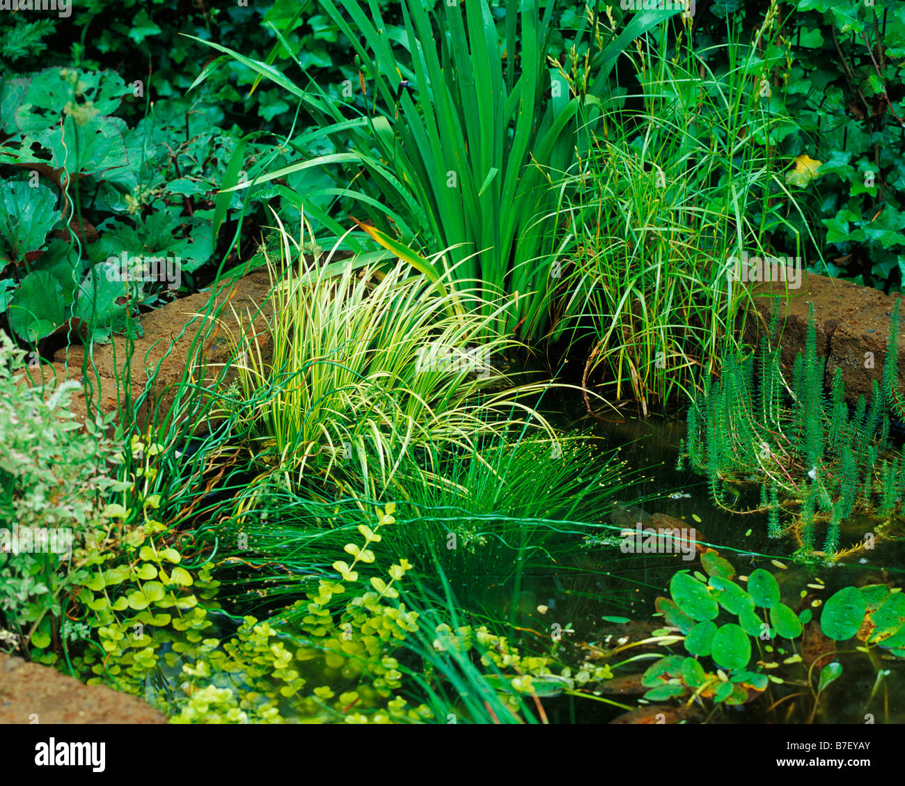 corner of well planted wildlife pond Stock Photo - Alamy