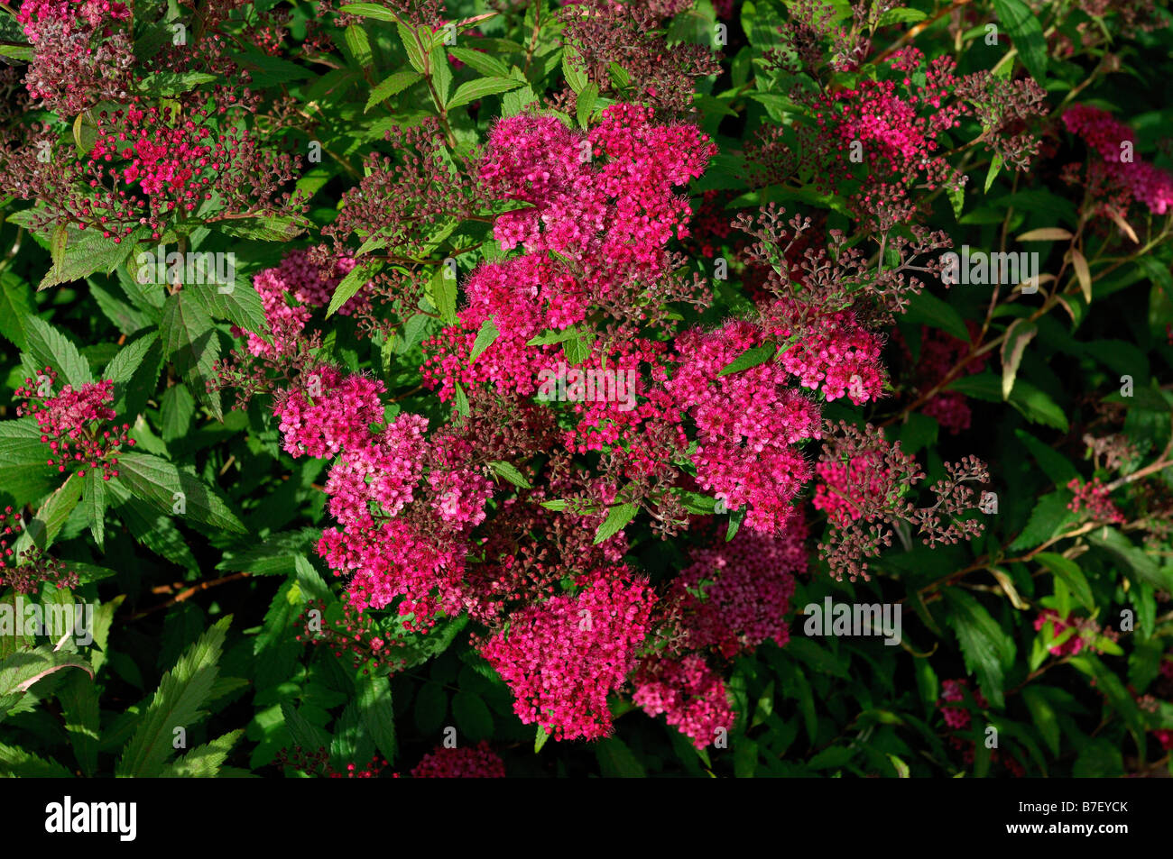 Bright pink spiraea with dark green leaves Killin Perthshire Scotland ...
