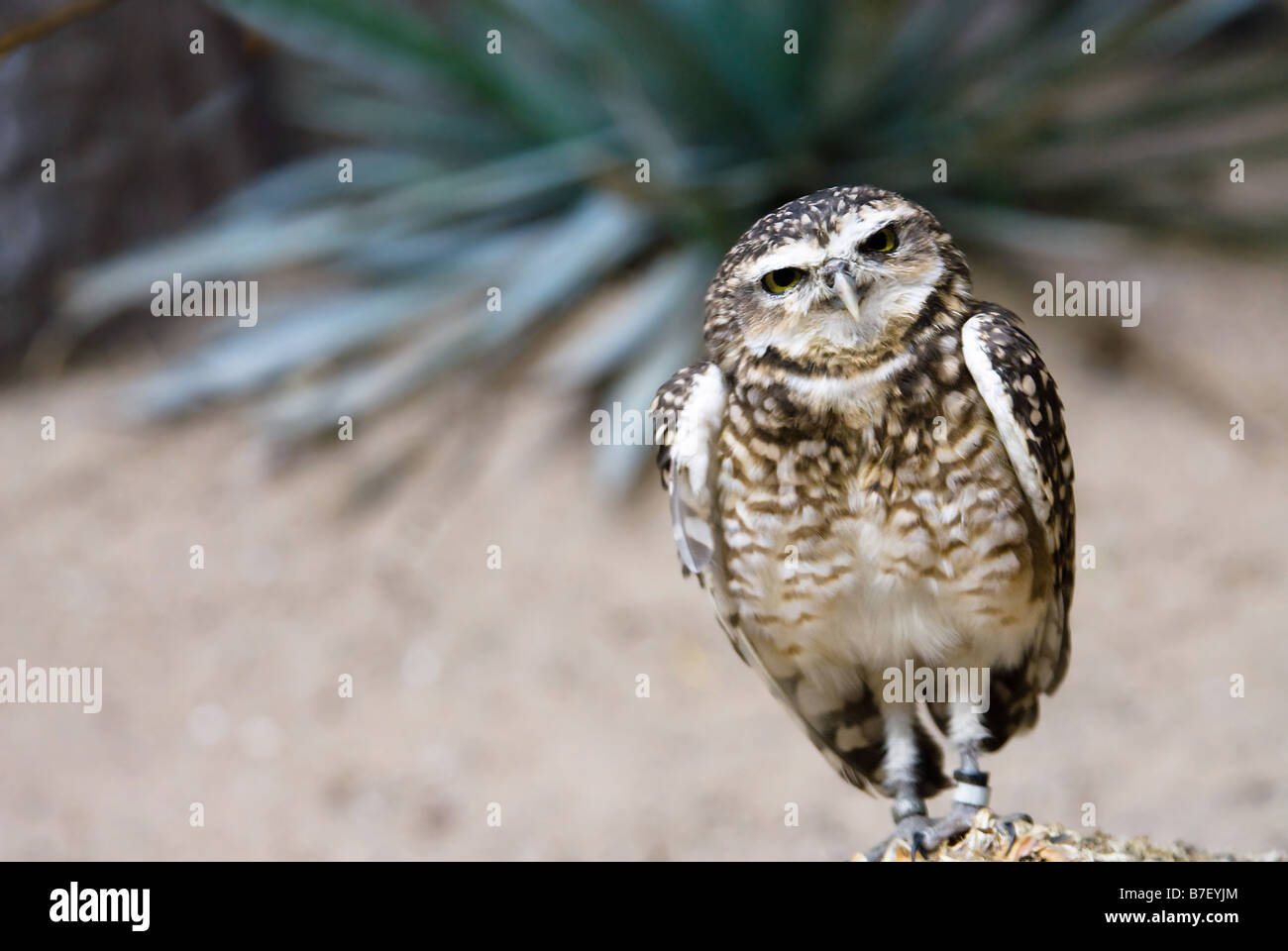 beautiful owl looking at the camera Stock Photo - Alamy